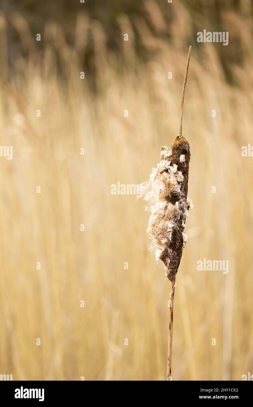 single bull rush with seeds bursting out isolated from background no ...