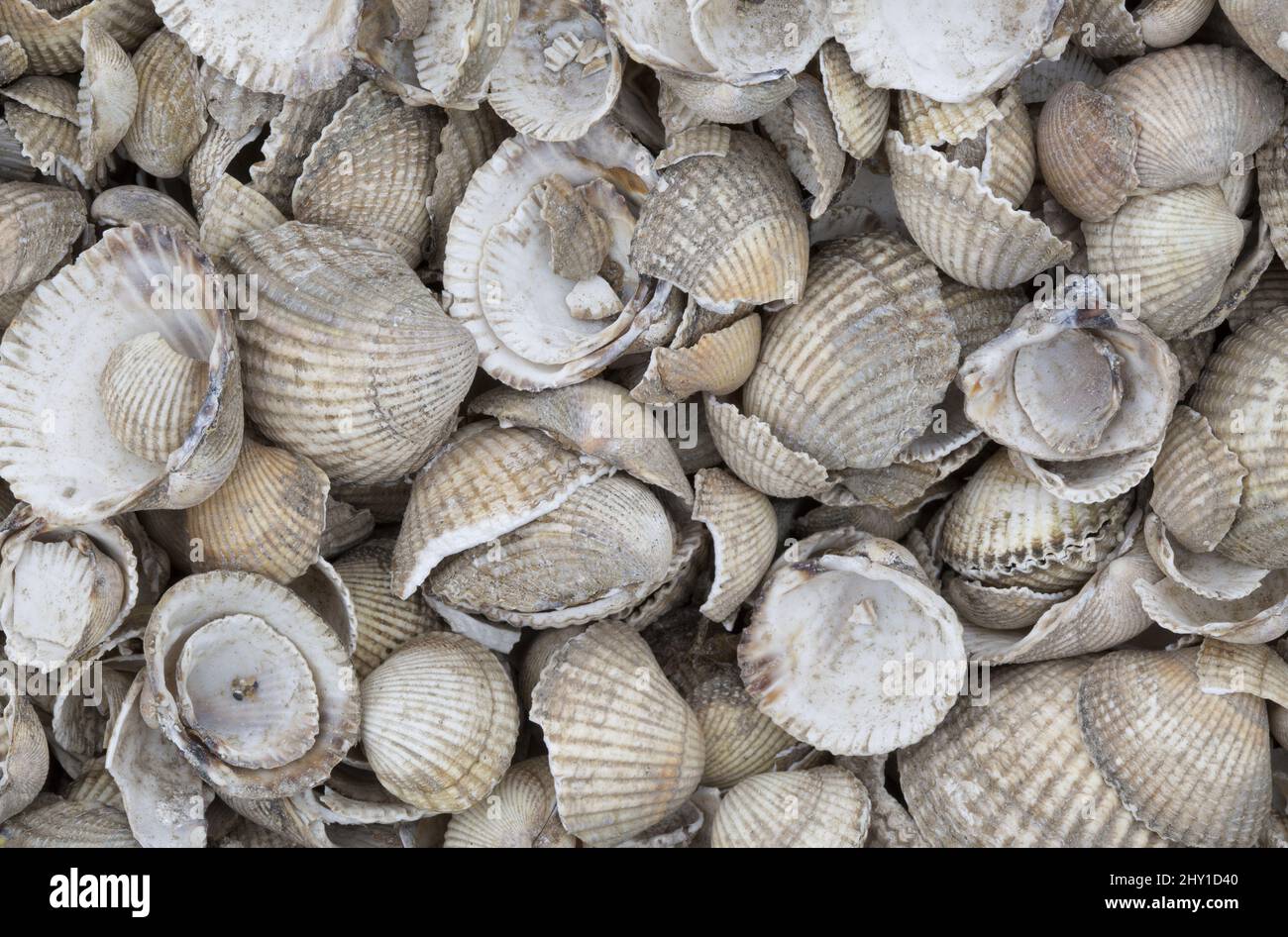 Sea shells close up colors hi-res stock photography and images - Alamy