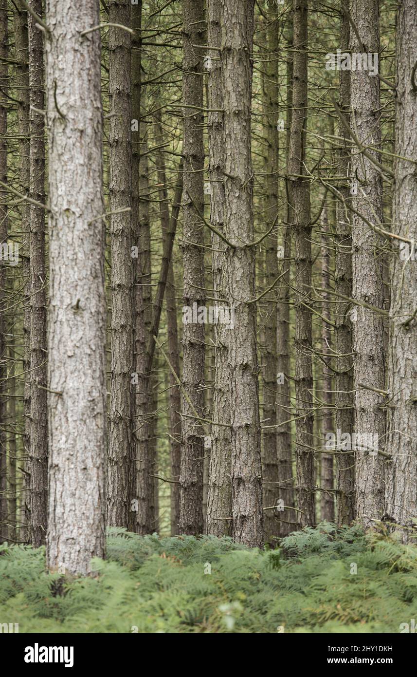 abstract shot of pine tree trunks vertical format nobody no people ...