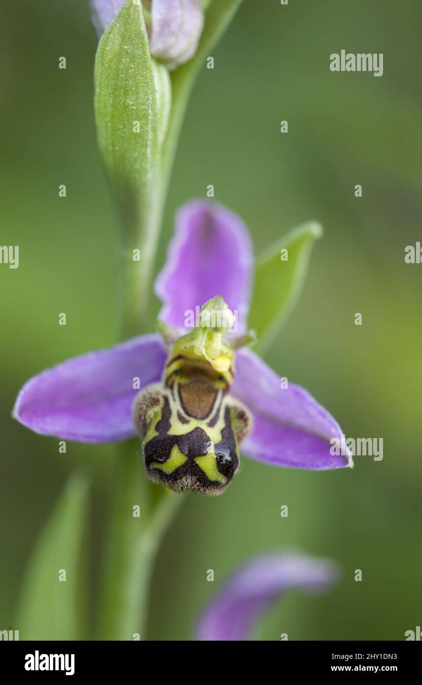 close up macro photograph of a bee orchid ,ophrys apifera isolated from ...