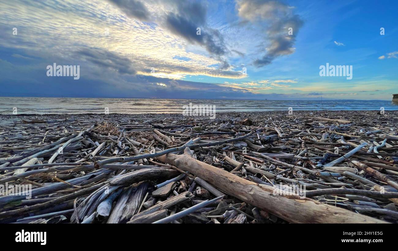 Mesmerizing scene of Pile of driftwood on the beach with ocean surface ...