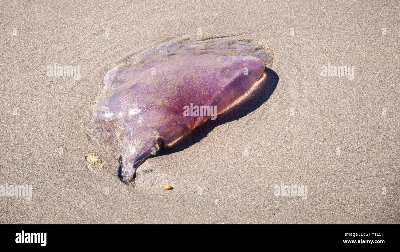 Scenic view of a jelly fish in the sand at the beach in South Australia ...