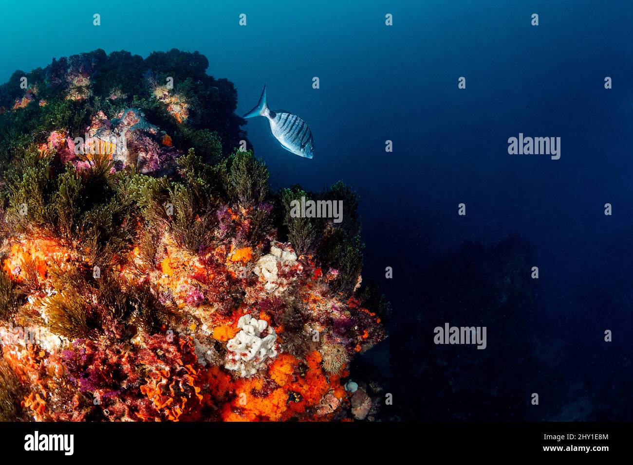 Wild Abudefduf fish with black stripes swimming near rough reef with ...