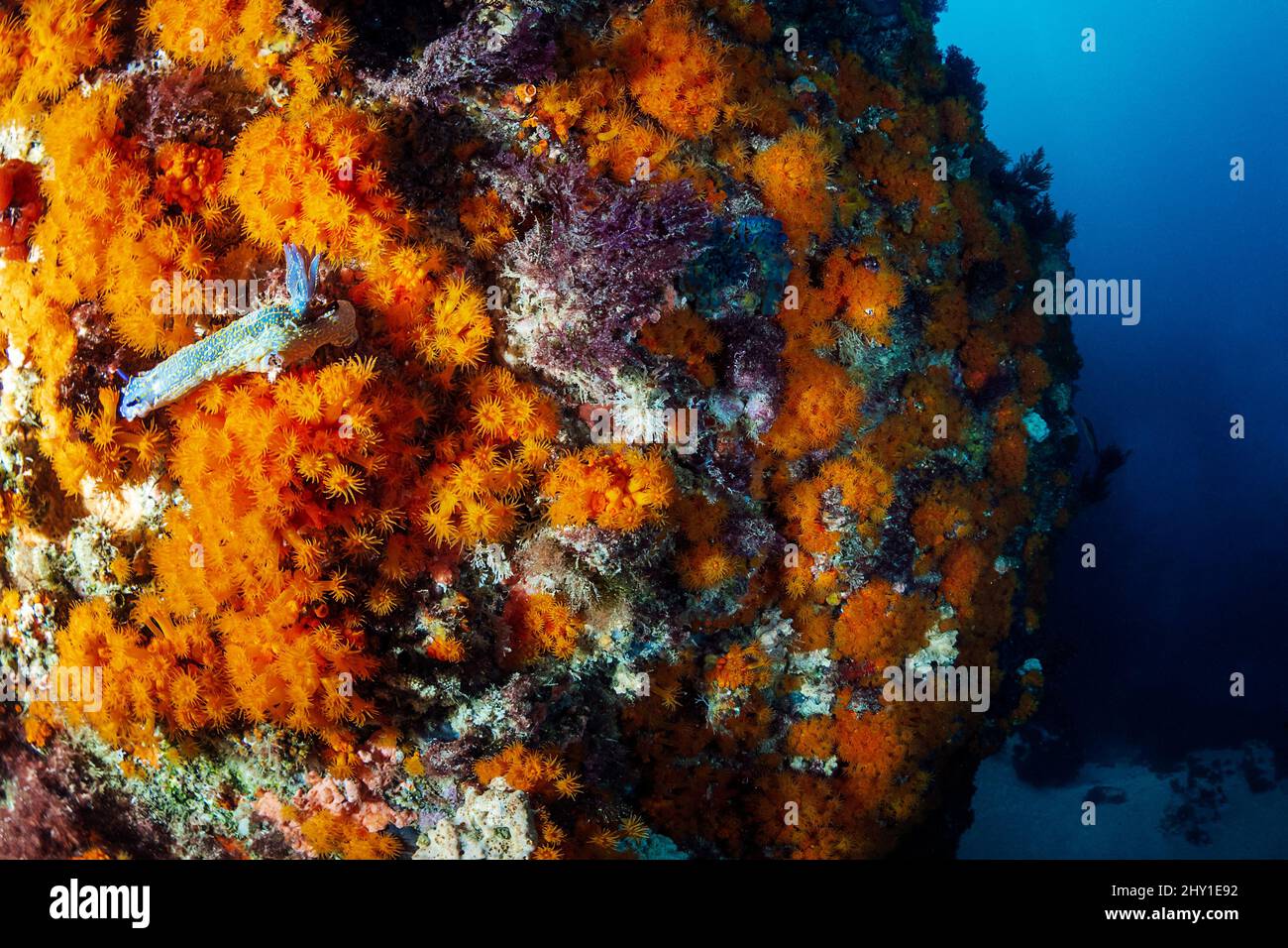 Wild small nudibranch and Felimare picta on rough rocky reef with ...