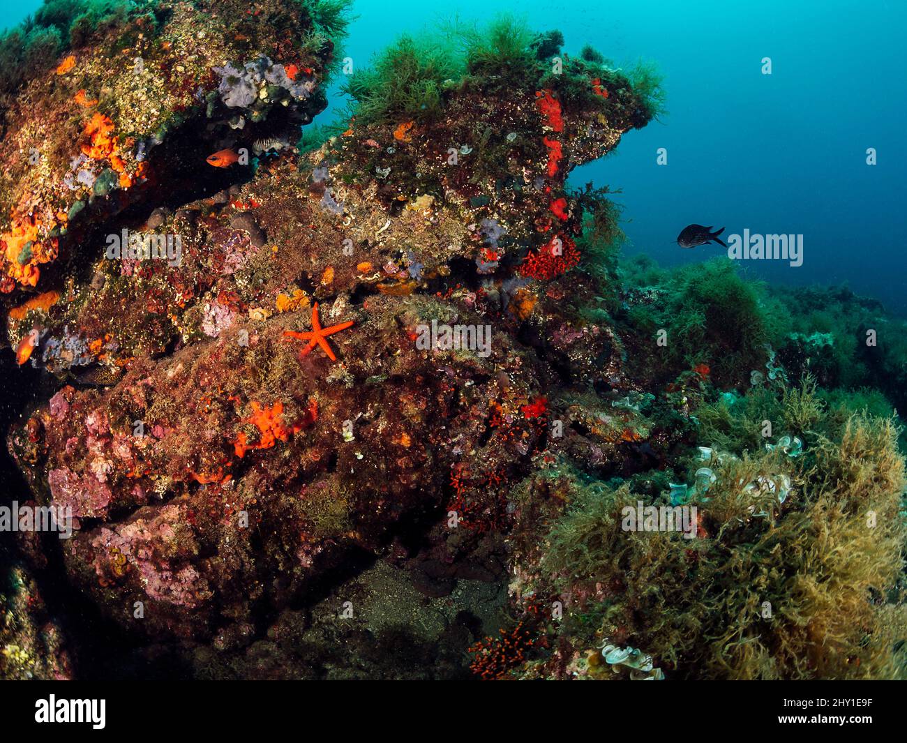 Rough rocky reef with wild small red starfish on bottom of deep clear ...