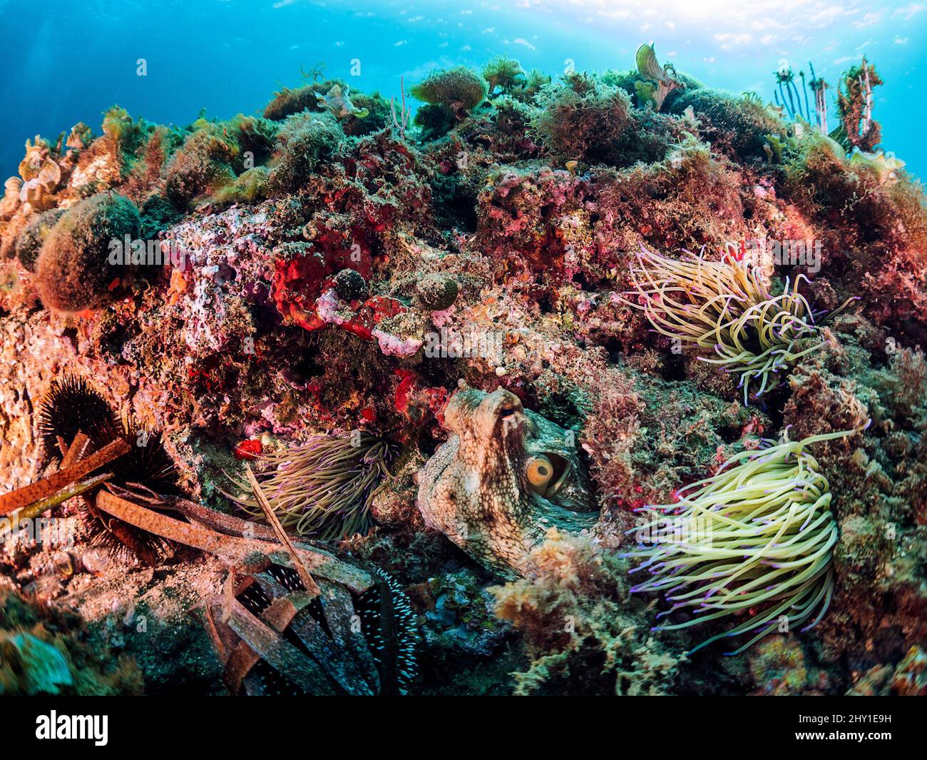 Rough stony reef covered with white anemonias with colorful corals and ...