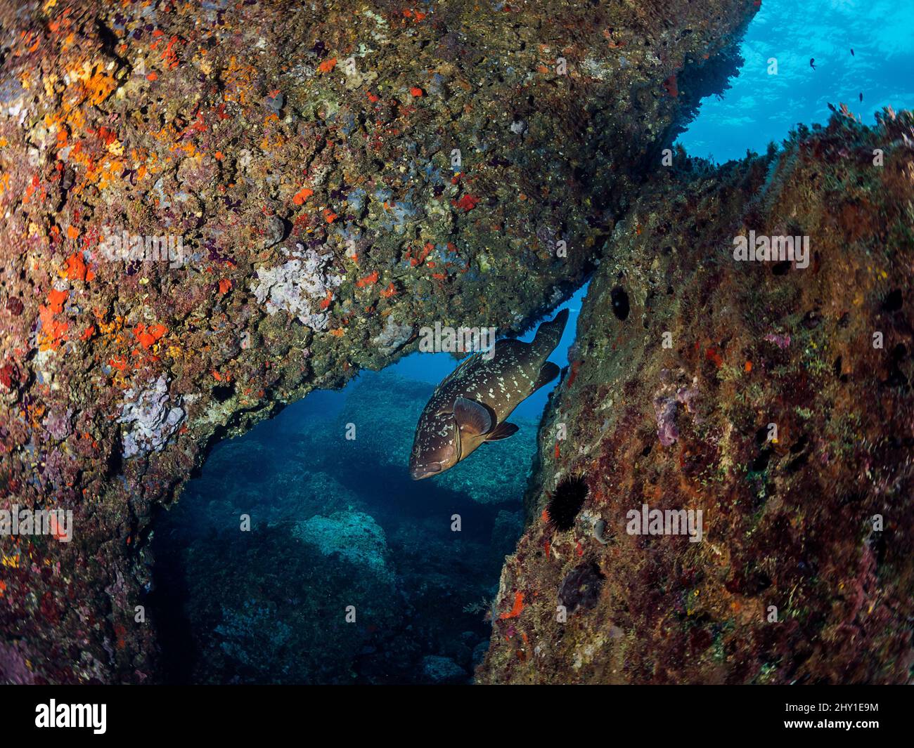 Big black spotted Epinephelus fish on rough rocky coral in deep blue ...