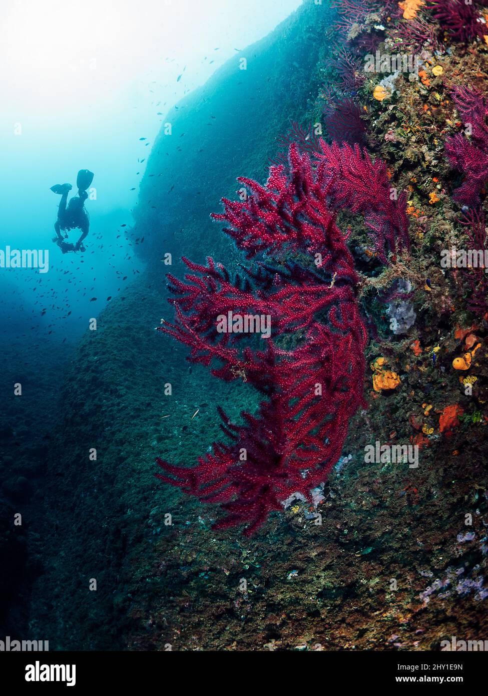 Diver taking photo school hi-res stock photography and images - Alamy
