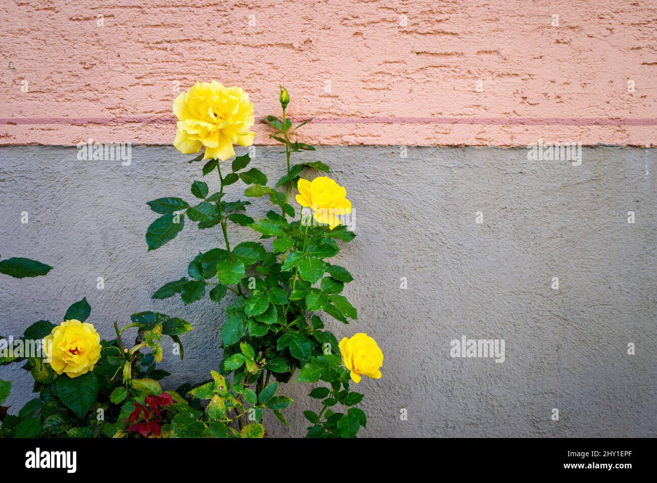 Scenic view of a yellow roses bush on a wall background Stock Photo - Alamy