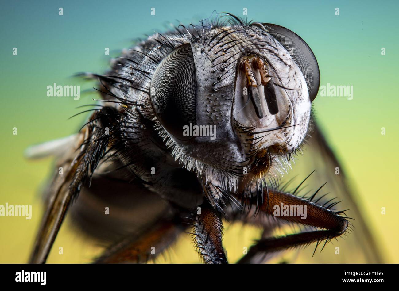 Illustration of a fly macro shot Stock Photo - Alamy