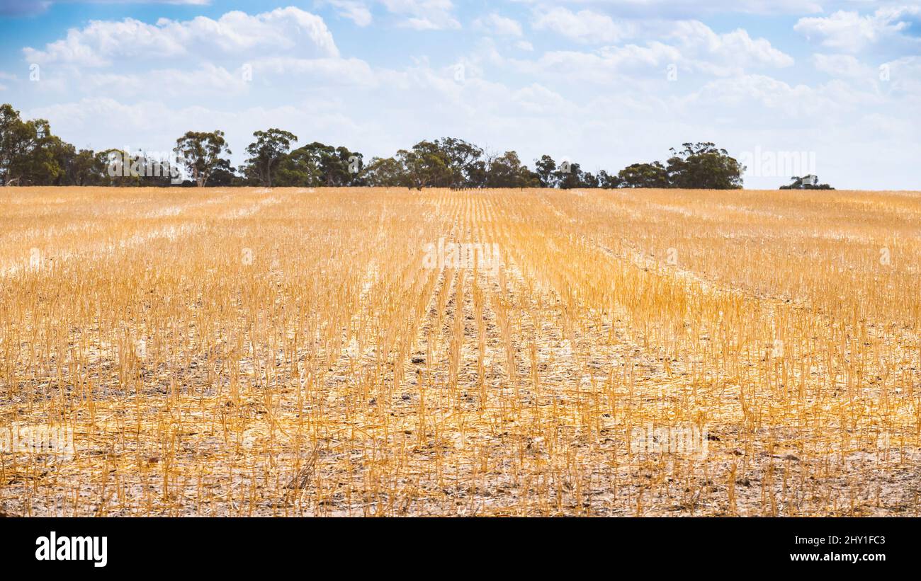 Dry field surrounded by trees under a blue cloudy sky in South ...