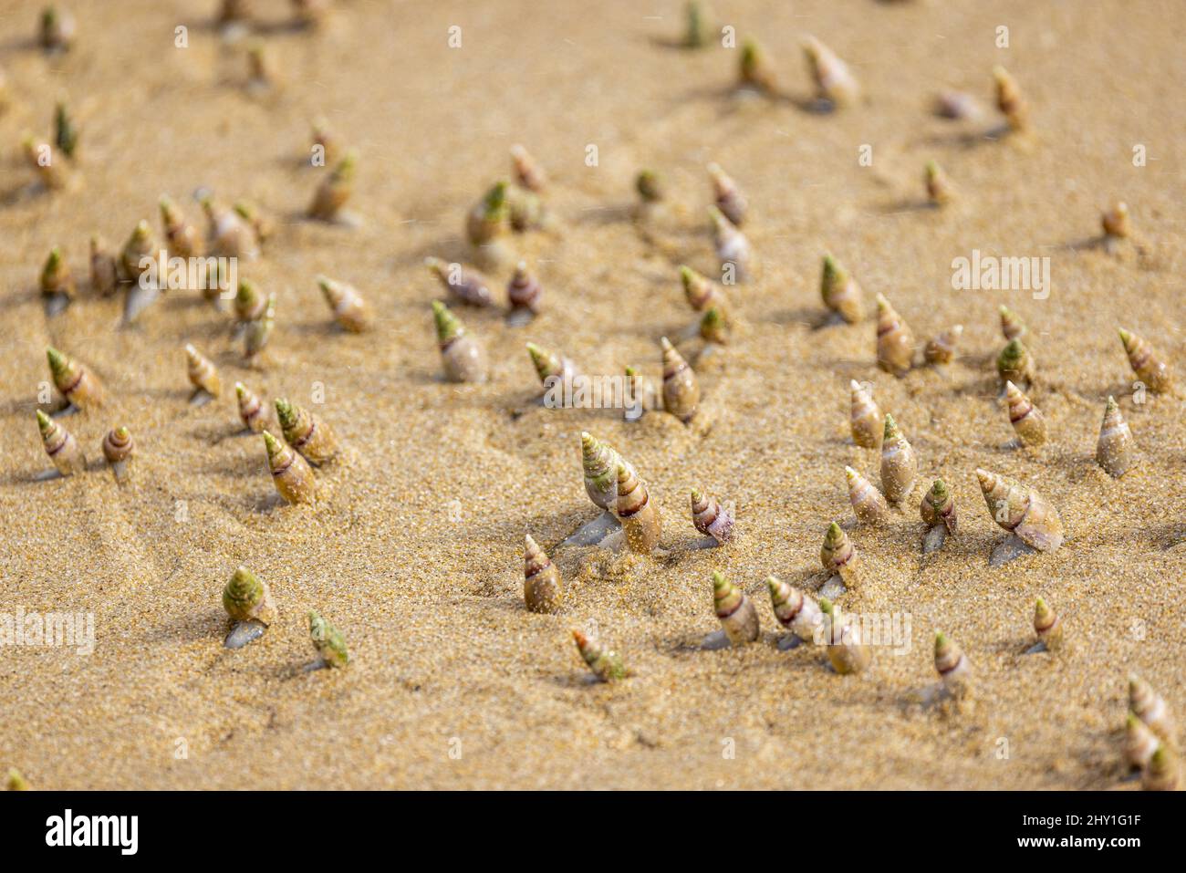 Closeup shot of snail shells sticking out of the sand in Van Staden ...