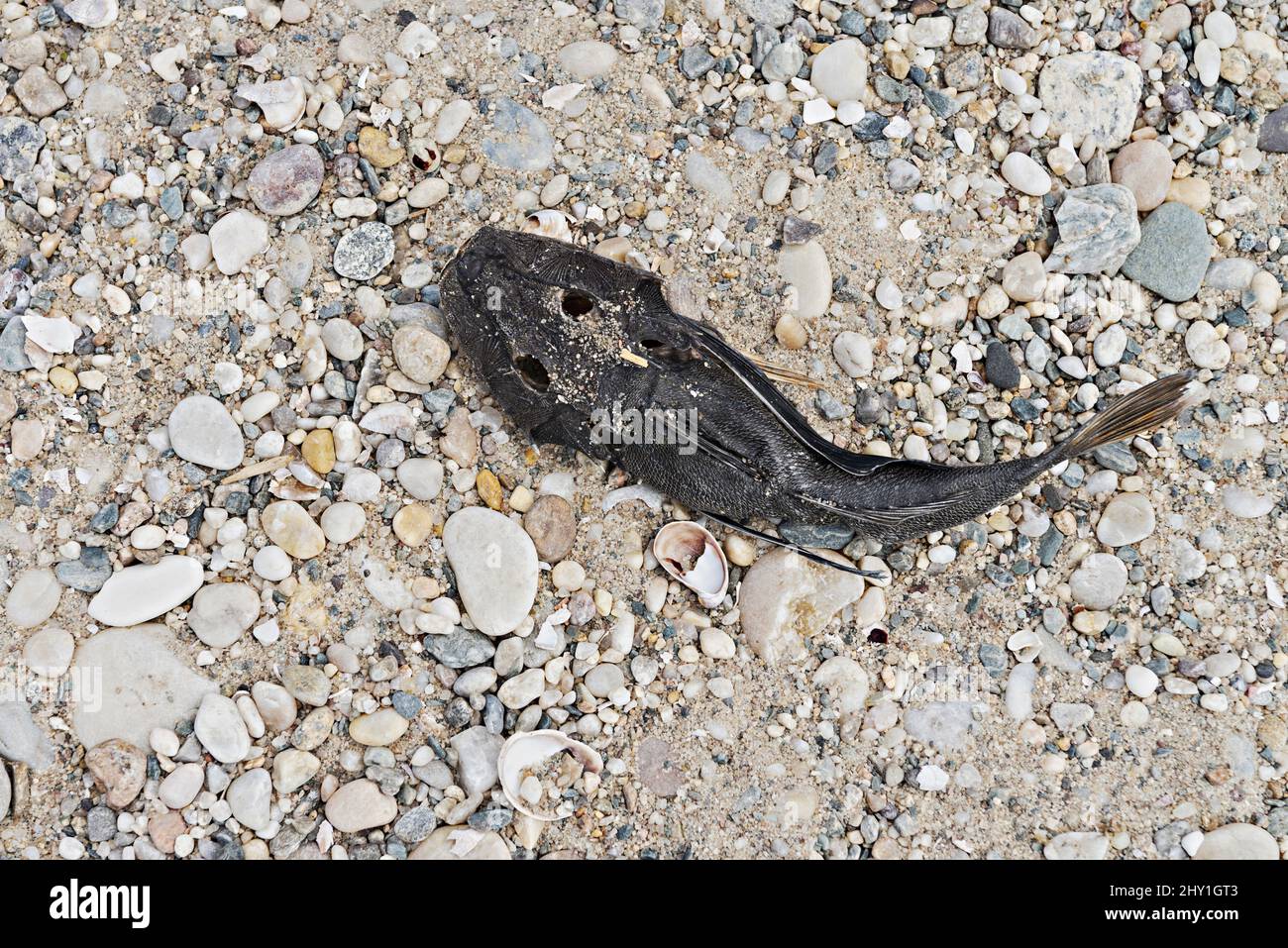 Closeup shot of a black fish carcass on a beach Stock Photo - Alamy
