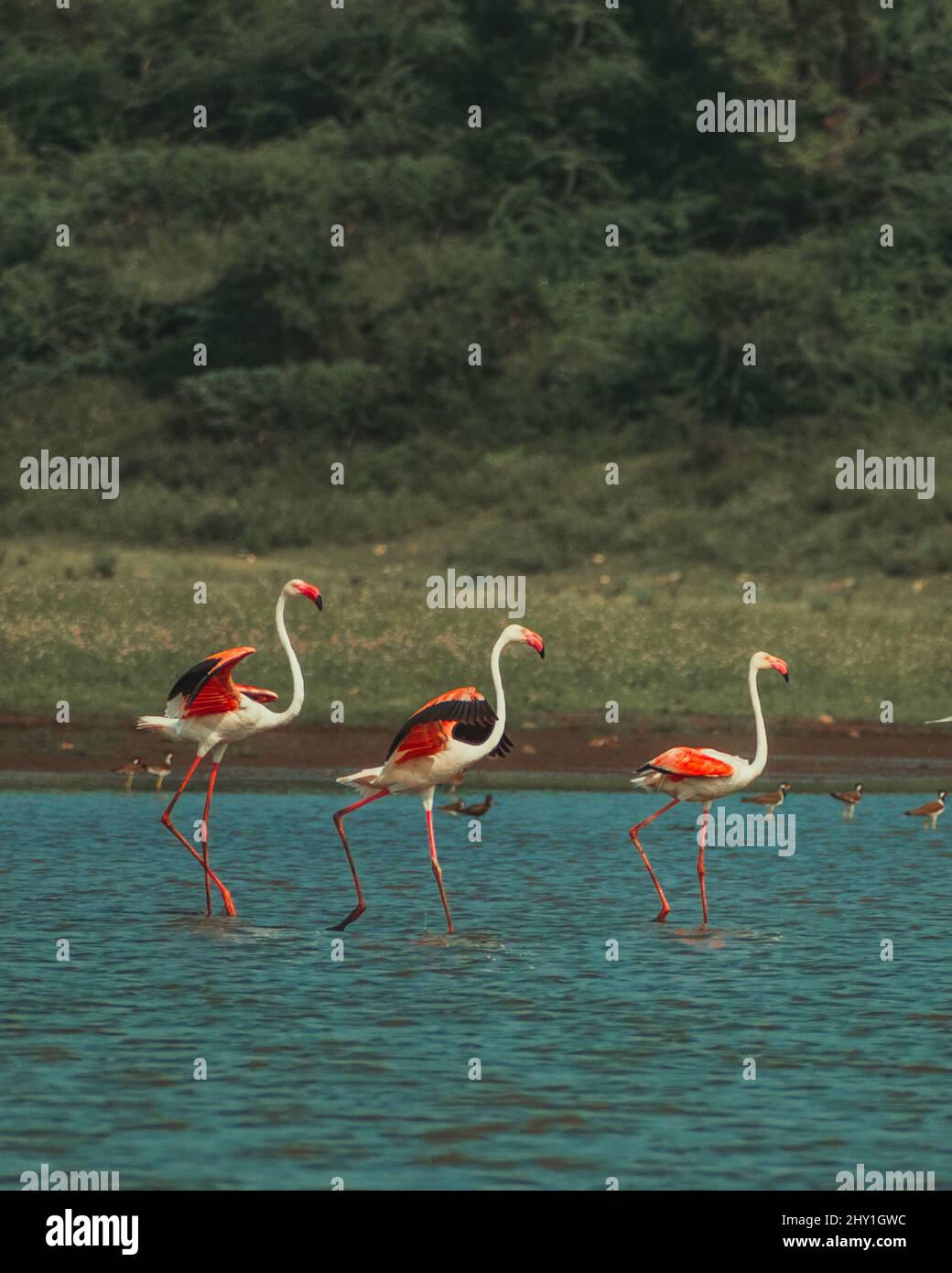 Vertical shot of three flamingos in a forest lake Stock Photo - Alamy