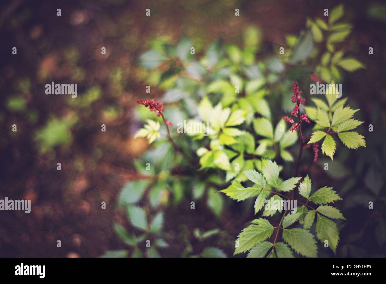 High angle shot of a green bush with small red branches Stock Photo - Alamy