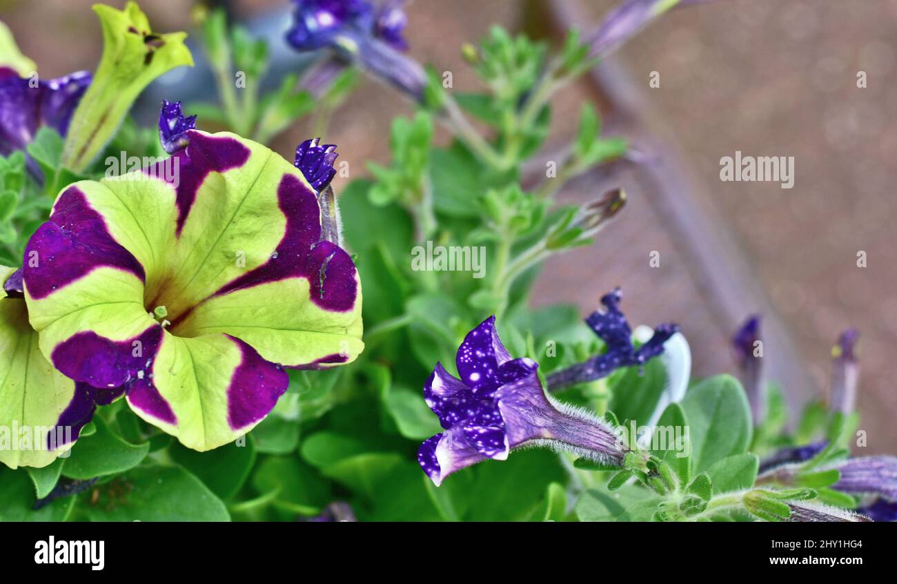 Closeup of beautiful petunia flowers growing in a garden Stock Photo ...