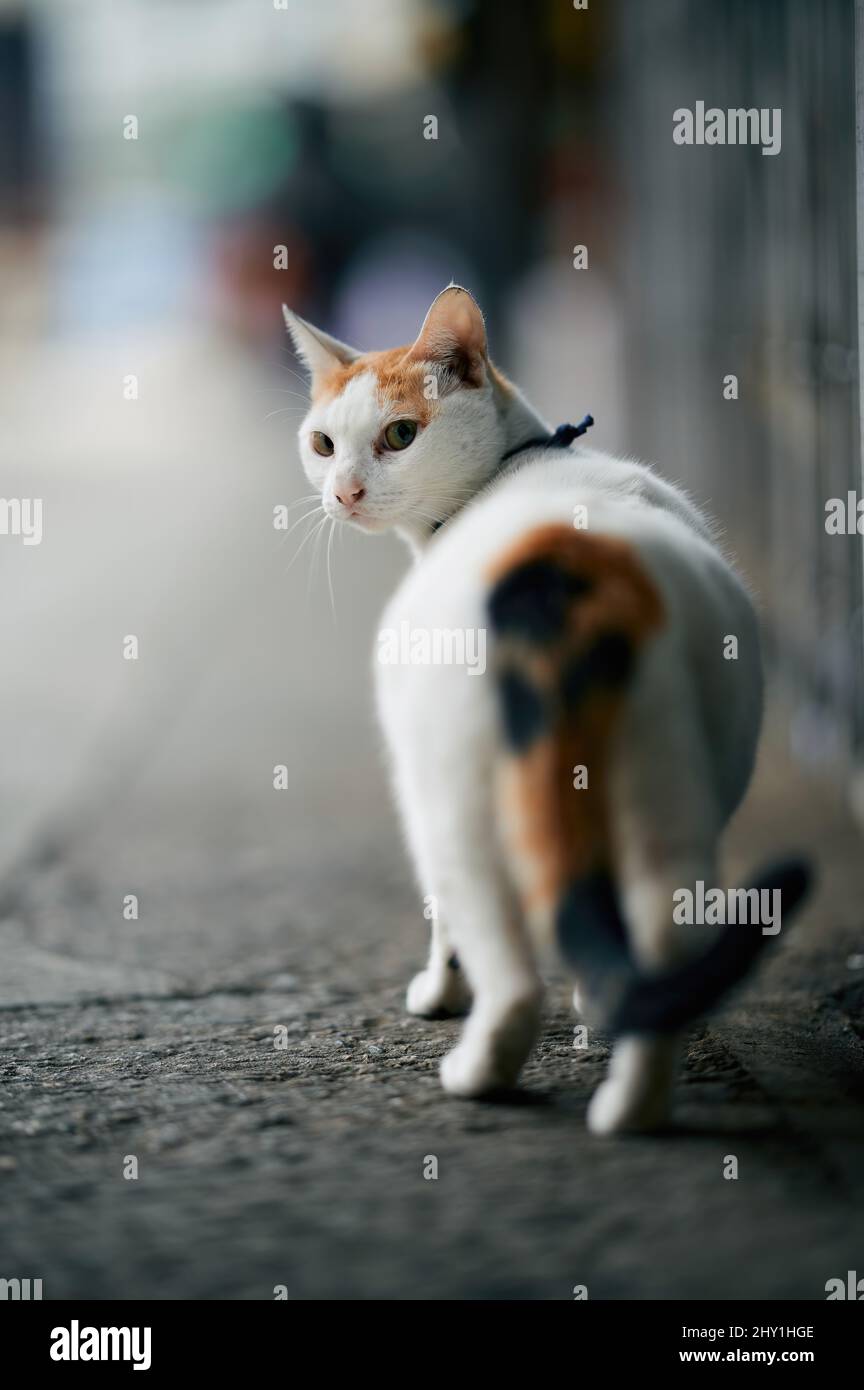 Vertical shot of an adorable white domestic cat looking back Stock Photo - Alamy