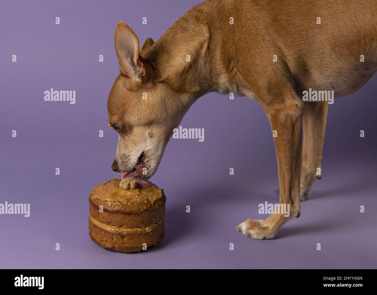 Adorable brown dog eating a brown cake on a purple background Stock ...