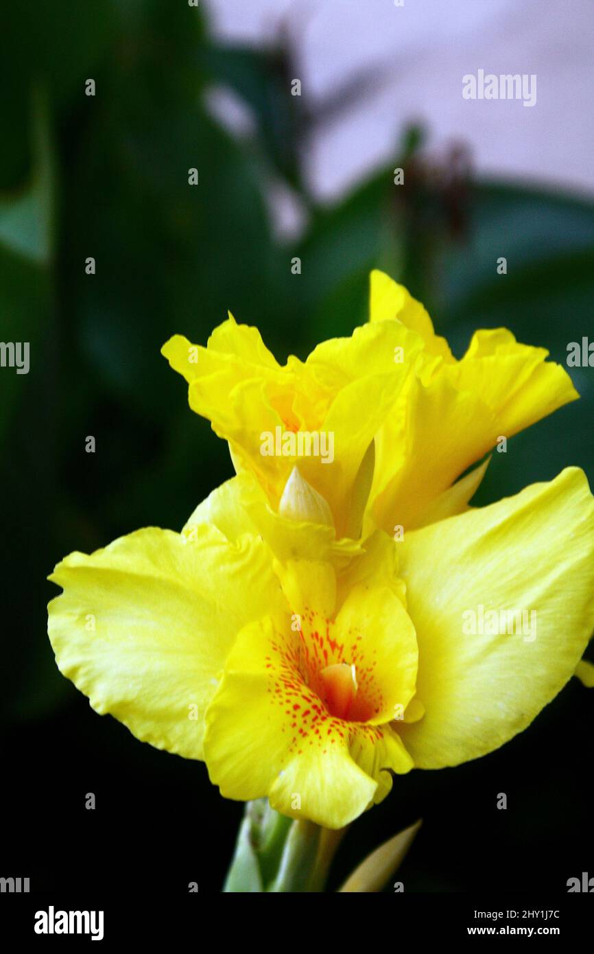 Vibrant yellow canna flower hi-res stock photography and images - Alamy