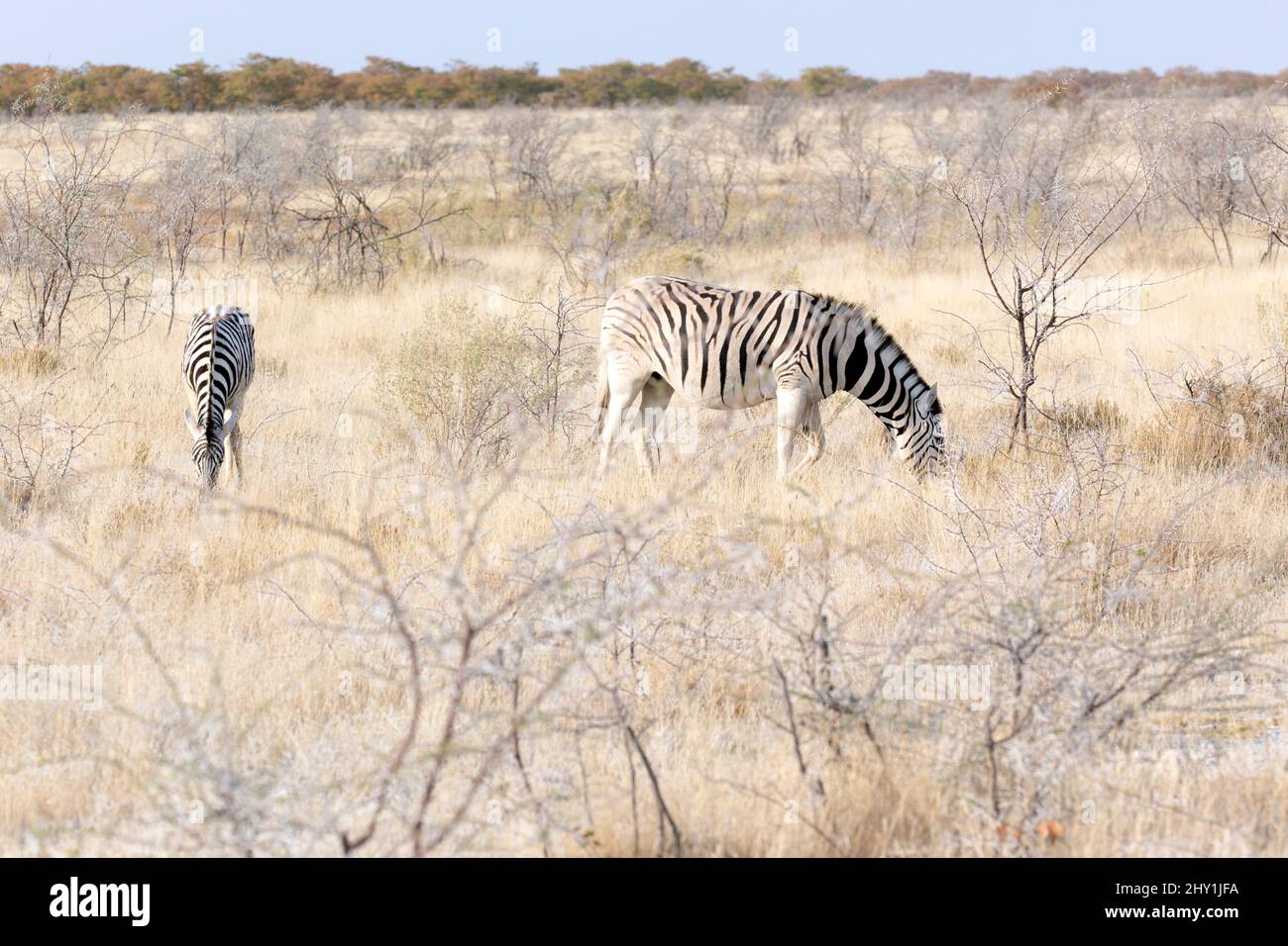 Zebra dolomite hi-res stock photography and images - Alamy