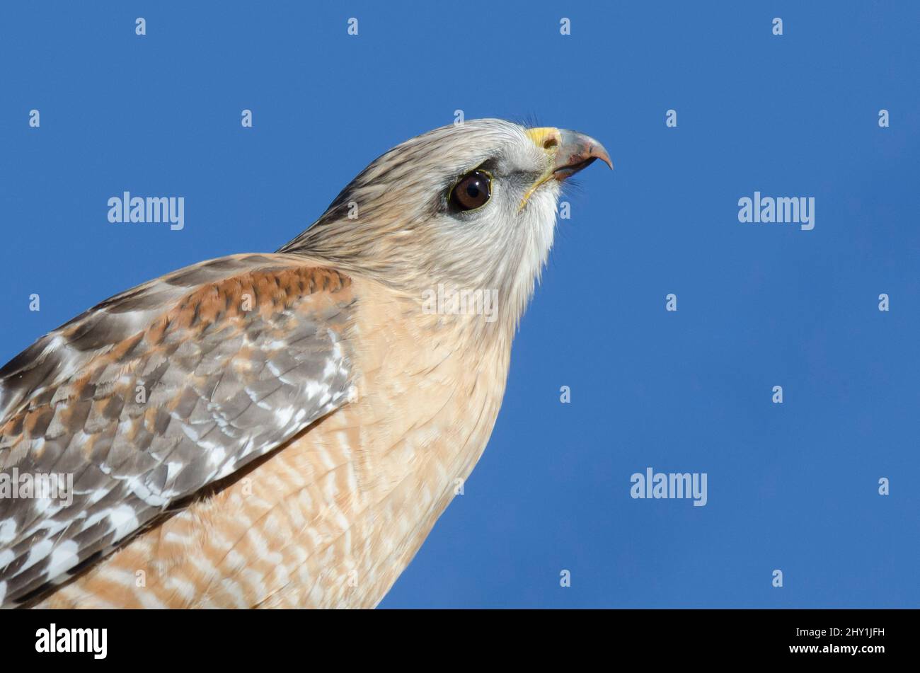 Red shouldered hawk bird hi-res stock photography and images - Alamy