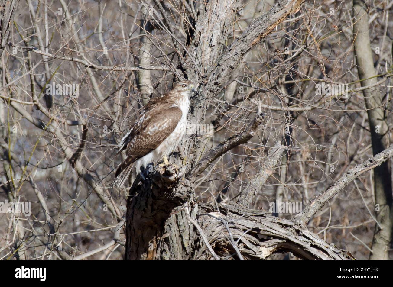 Red-tailed Hawk, Buteo jamaicensis Stock Photo - Alamy
