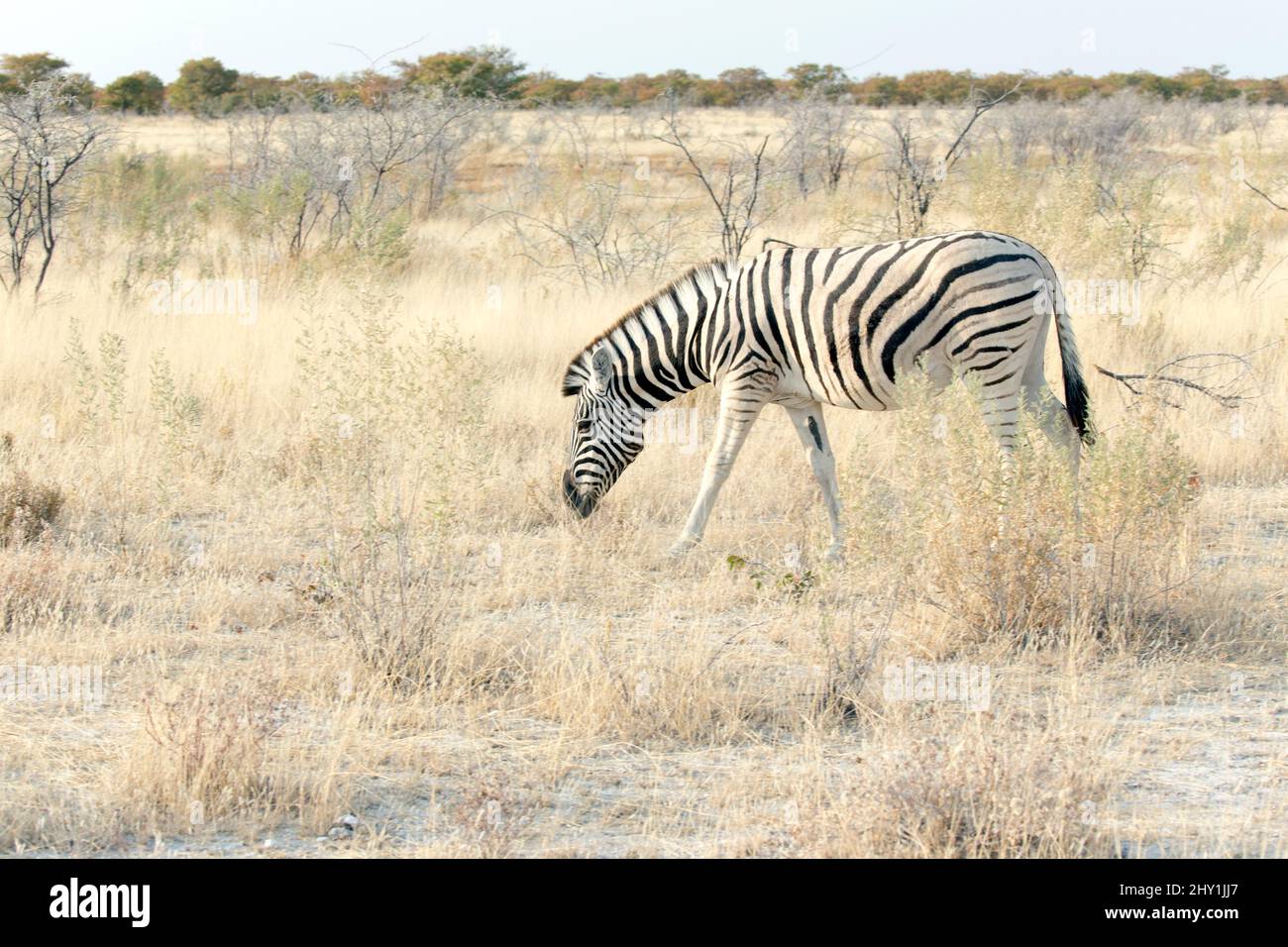 View of zebra in savannah in Namibia Stock Photo - Alamy