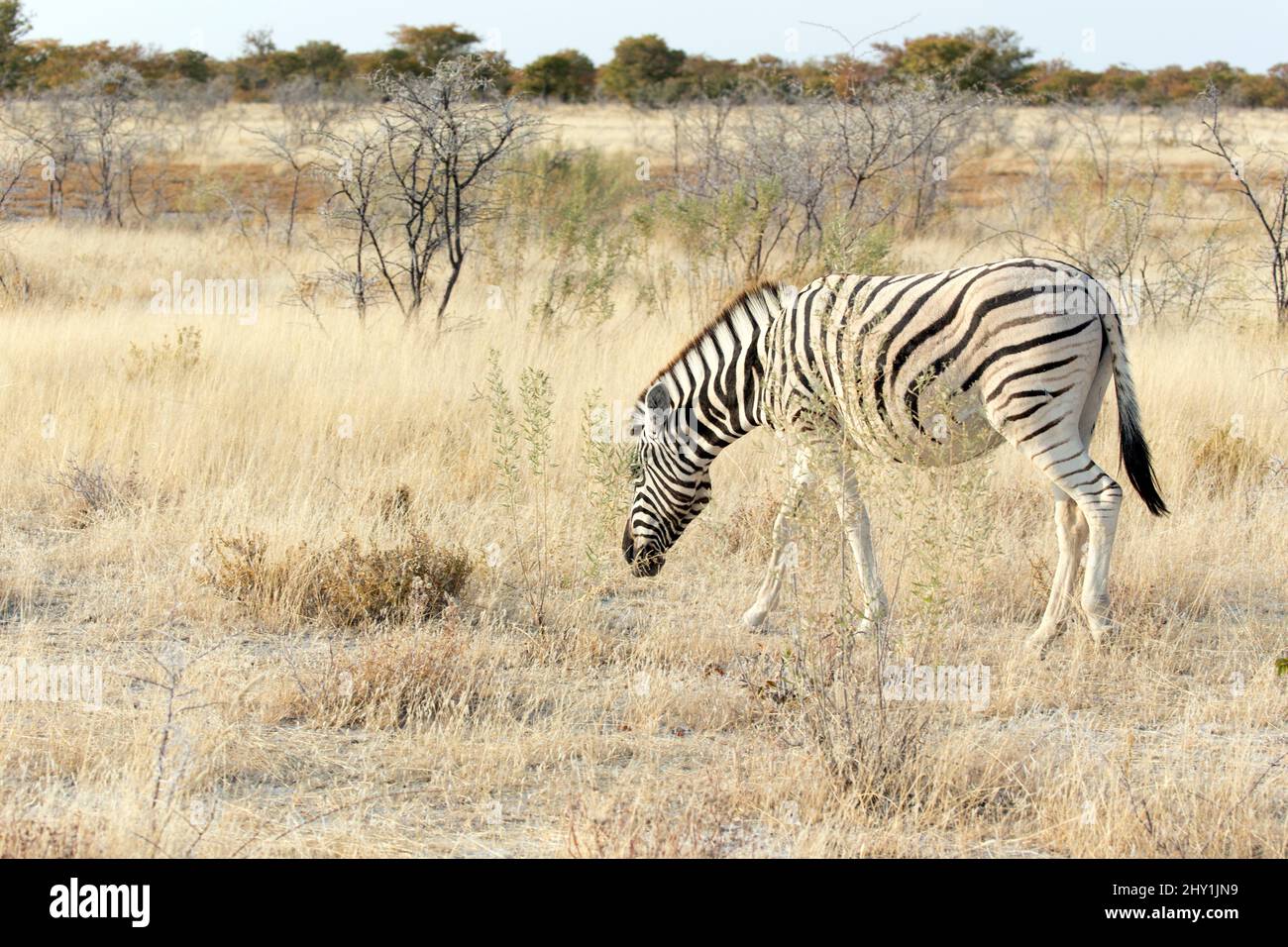 Zebra dolomite hi-res stock photography and images - Alamy