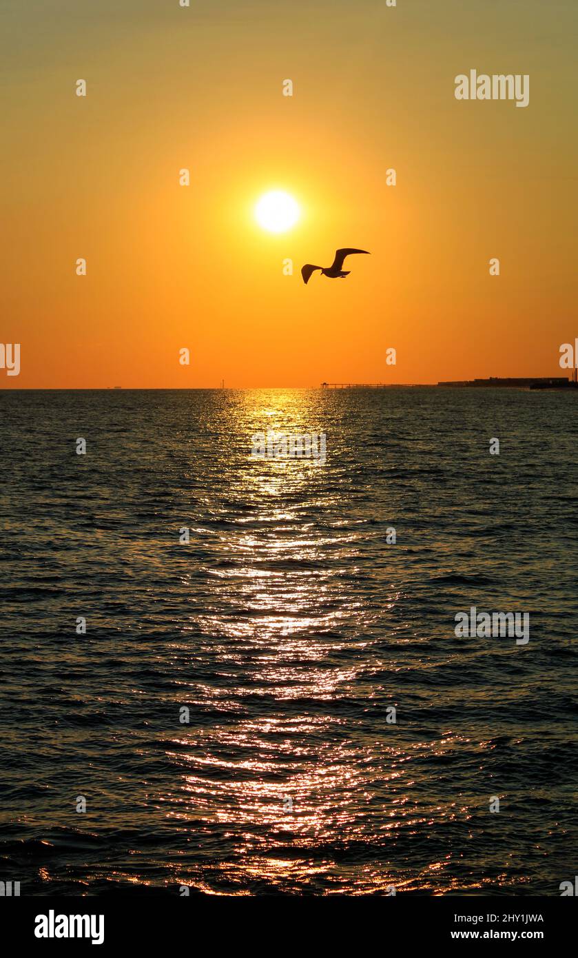 Vertical shot of a seagull bird flying over a sea at sunset Stock Photo ...