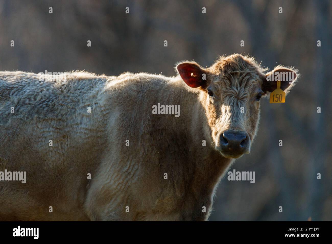 Fluffy brown domestic cow with a tag on its ear Stock Photo - Alamy