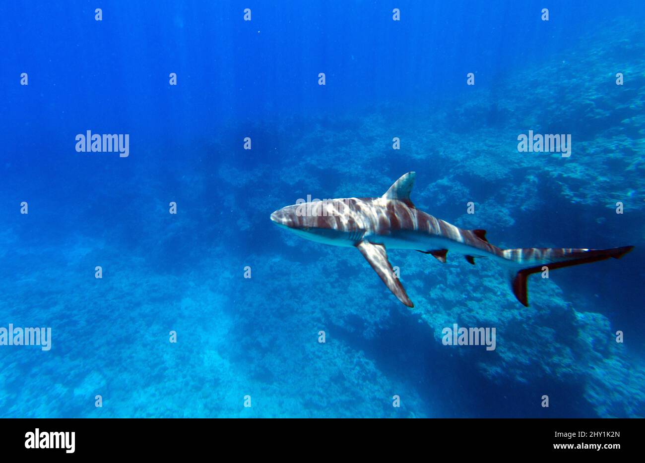 Grey reef sharks swimming hi-res stock photography and images - Alamy