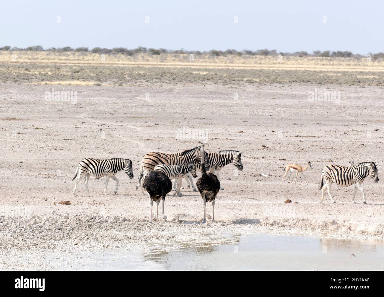 View of ostrich and zebra at water hole in Namibia Stock Photo - Alamy