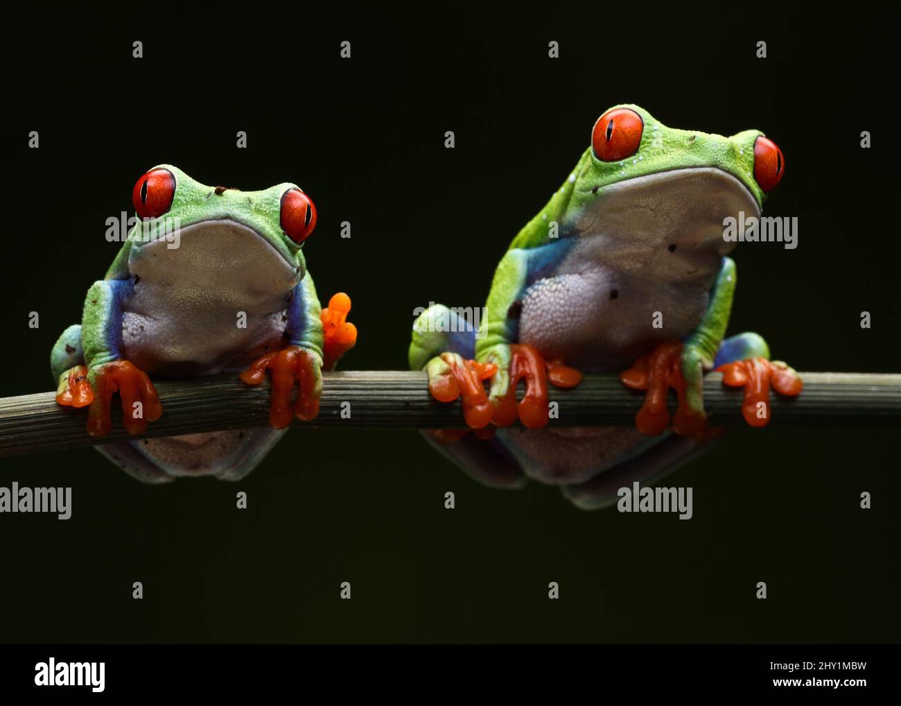 Close-up shot of red-eyed green tree frogs on a branch on a black background Stock Photo - Alamy