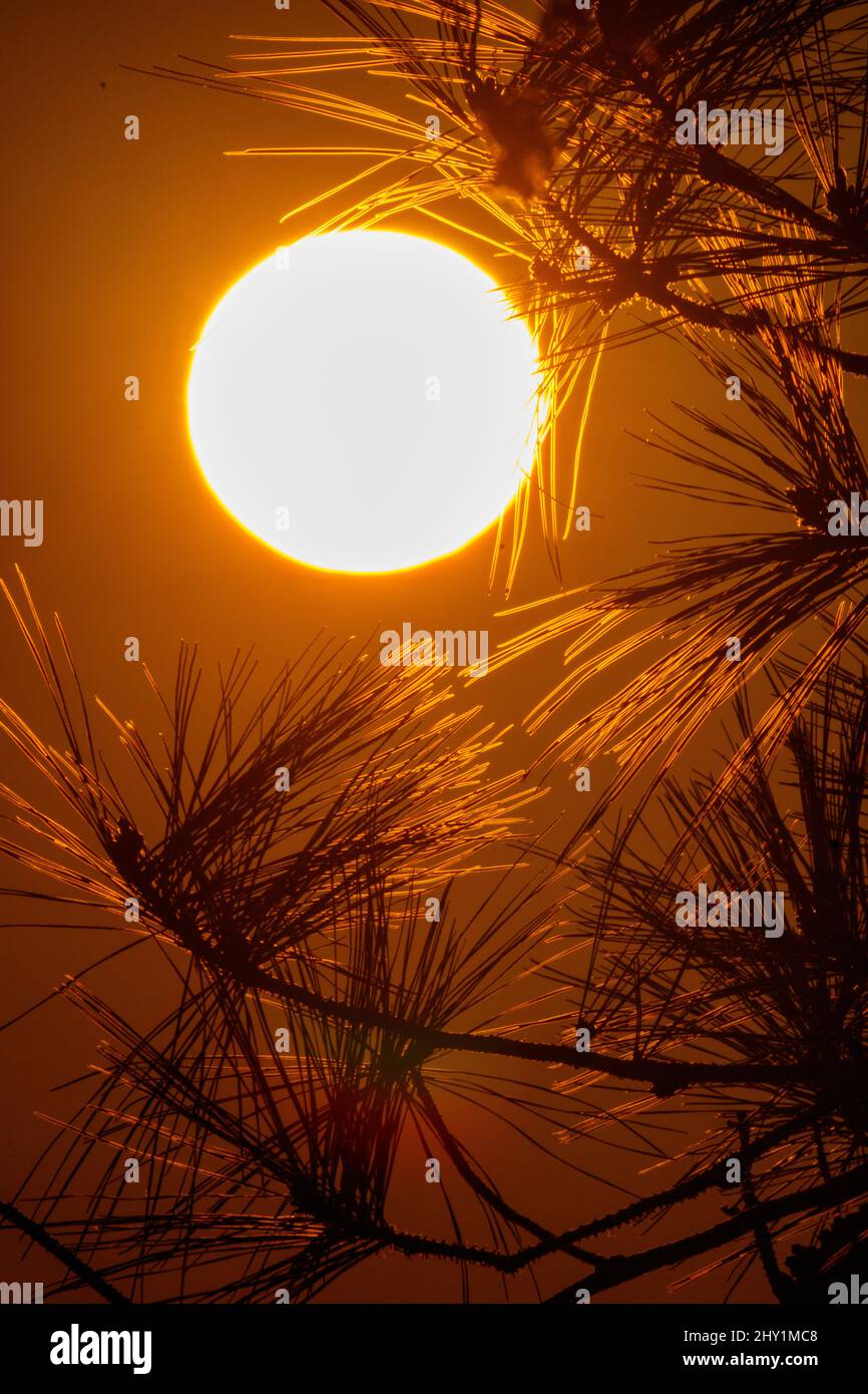 Vertical shot of a bright shining sun in an orange sky and tree ...