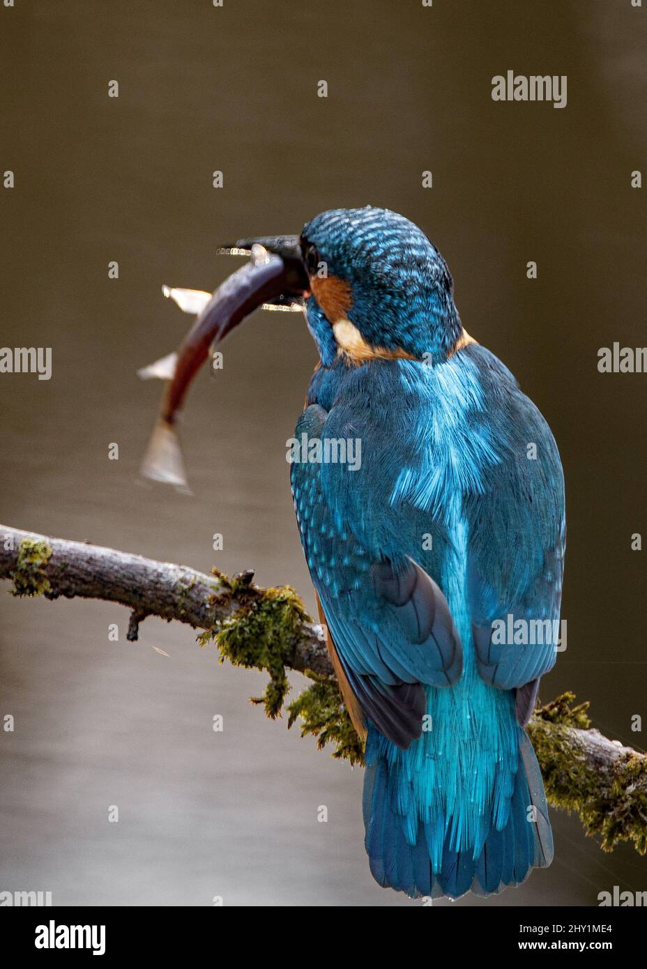 Vertical Close-up shot of a kingfisher with a catch of fish in its beak ...