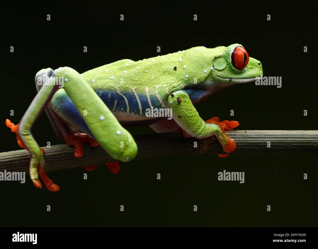 Red-eyed Green Tree Frog on Branch, black background ready to jump ...