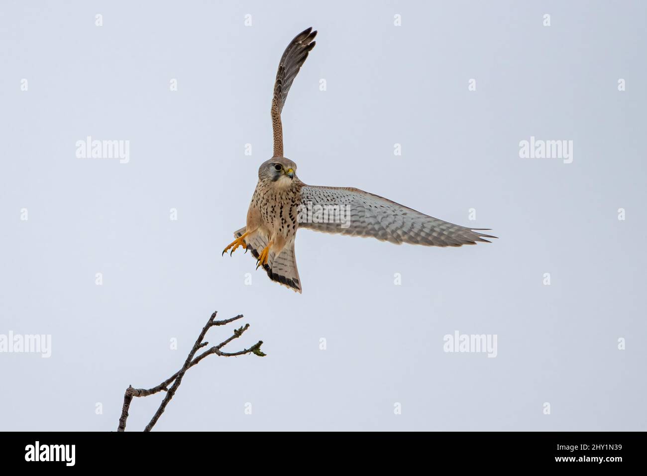 View of common kestrel bird flying and looking side over the tree ...