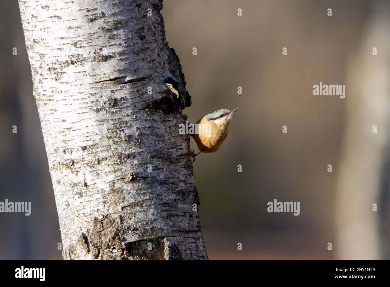 View of Nuthatch bird sitting on birch trunk Stock Photo - Alamy