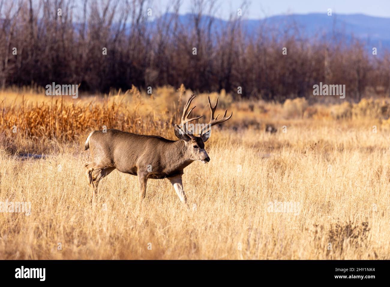Mule Deer Buck in Autumn in Colorado Stock Photo - Alamy