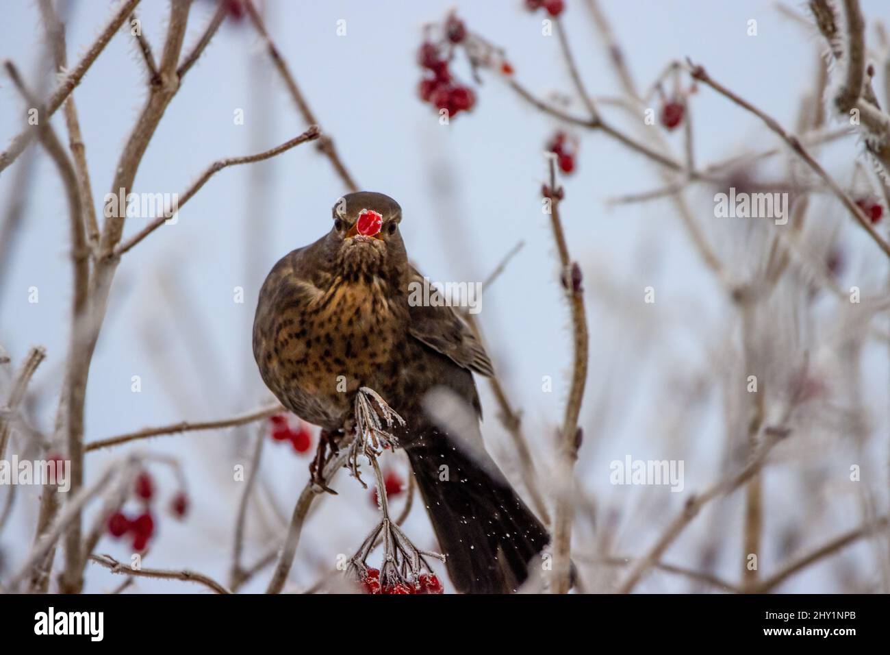 Closeup shot of True thrush bird sitting on branch in winter Stock ...