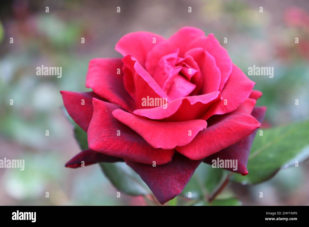 Close-up shot of a red rose in the sun Stock Photo - Alamy