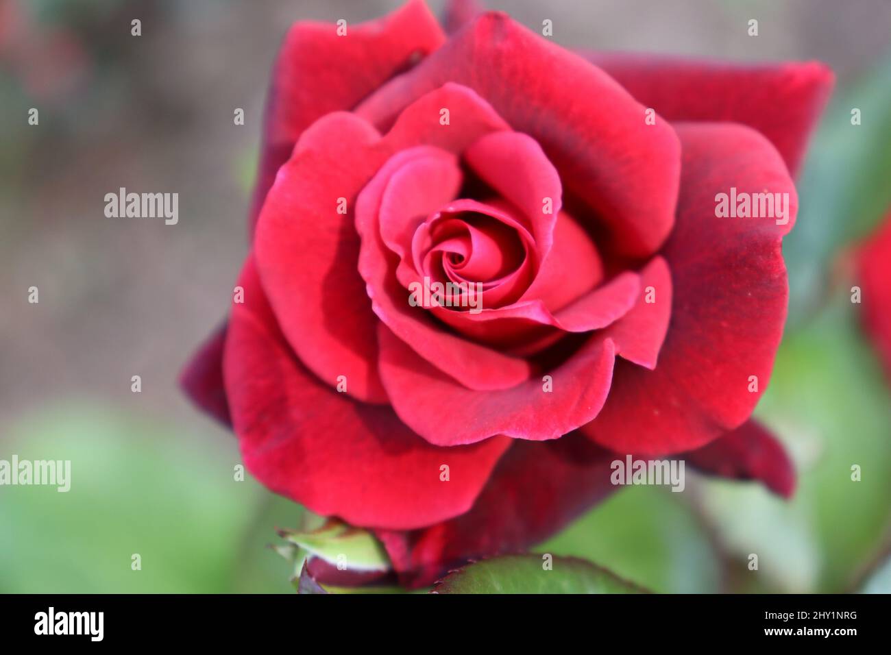 Vertical close-up shot of a red rose in the sun Stock Photo - Alamy