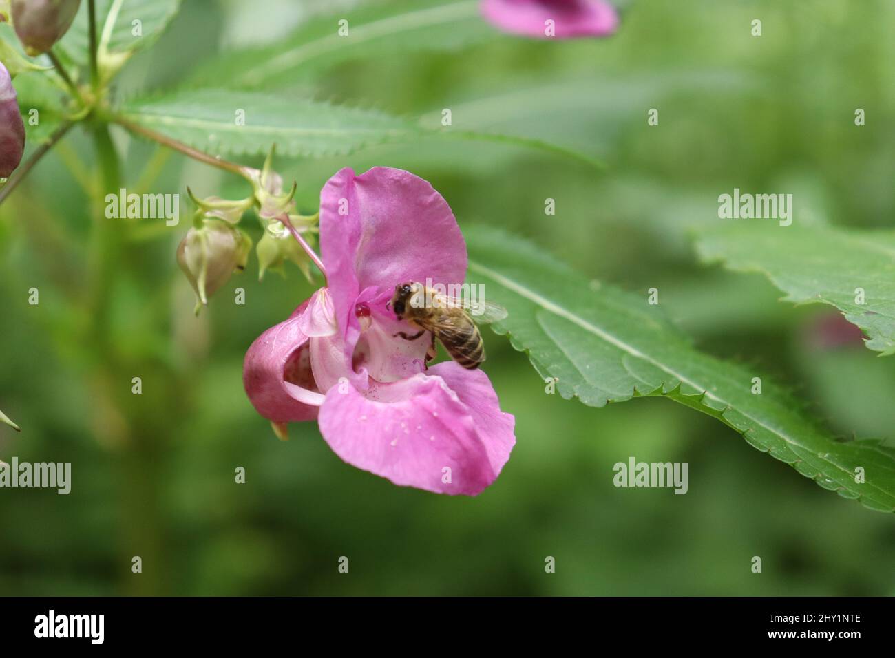 Himalayan balsam pink flowers with a bee Stock Photo - Alamy