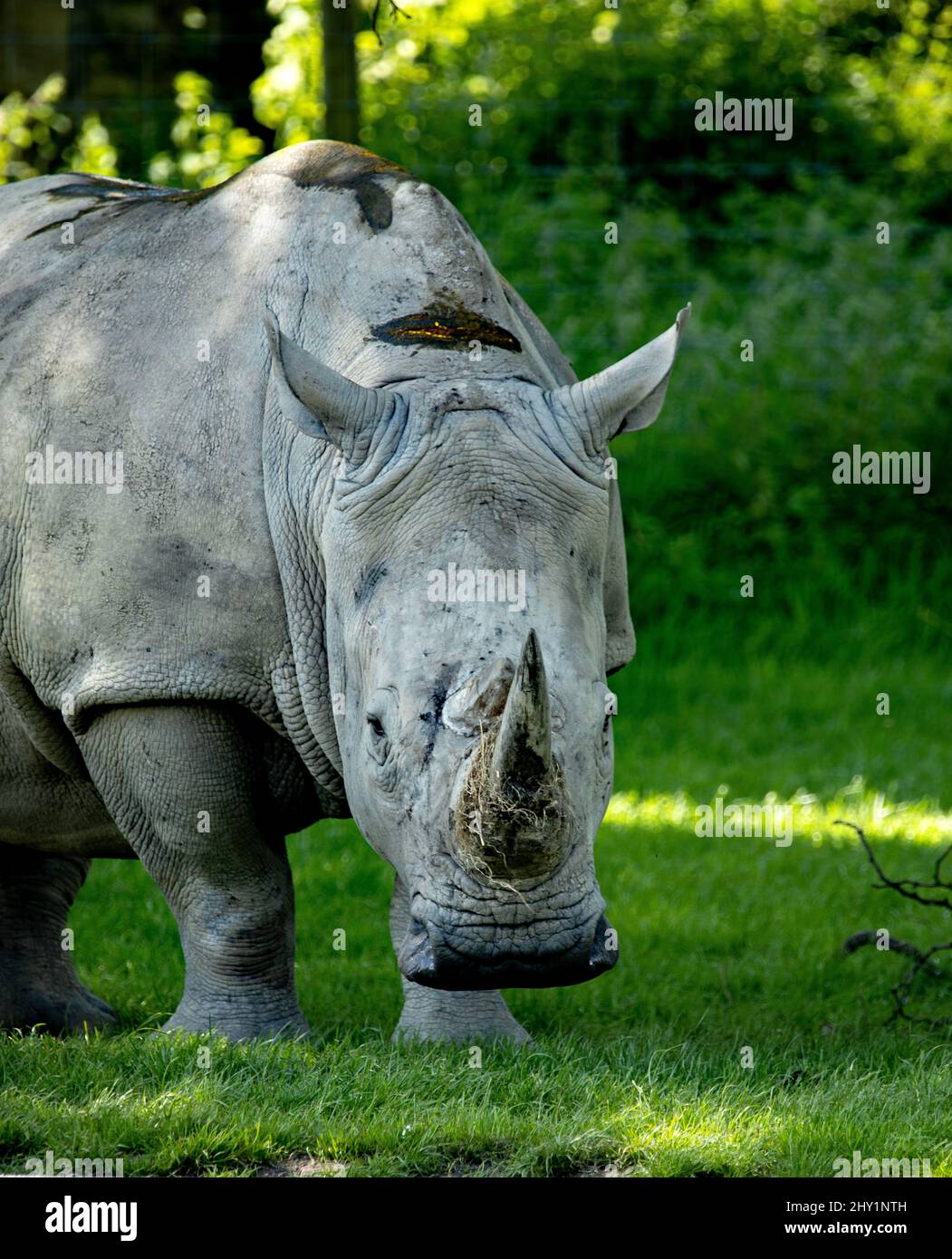 Vertical close up shot of white rhino on a green forest Stock Photo - Alamy