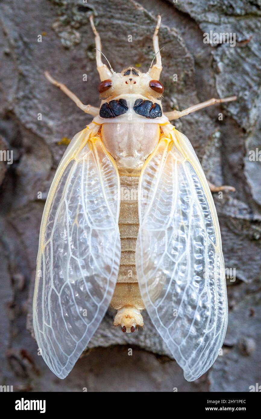 Brood X cicada freshly emerged from its exoskeleton, back view Stock ...