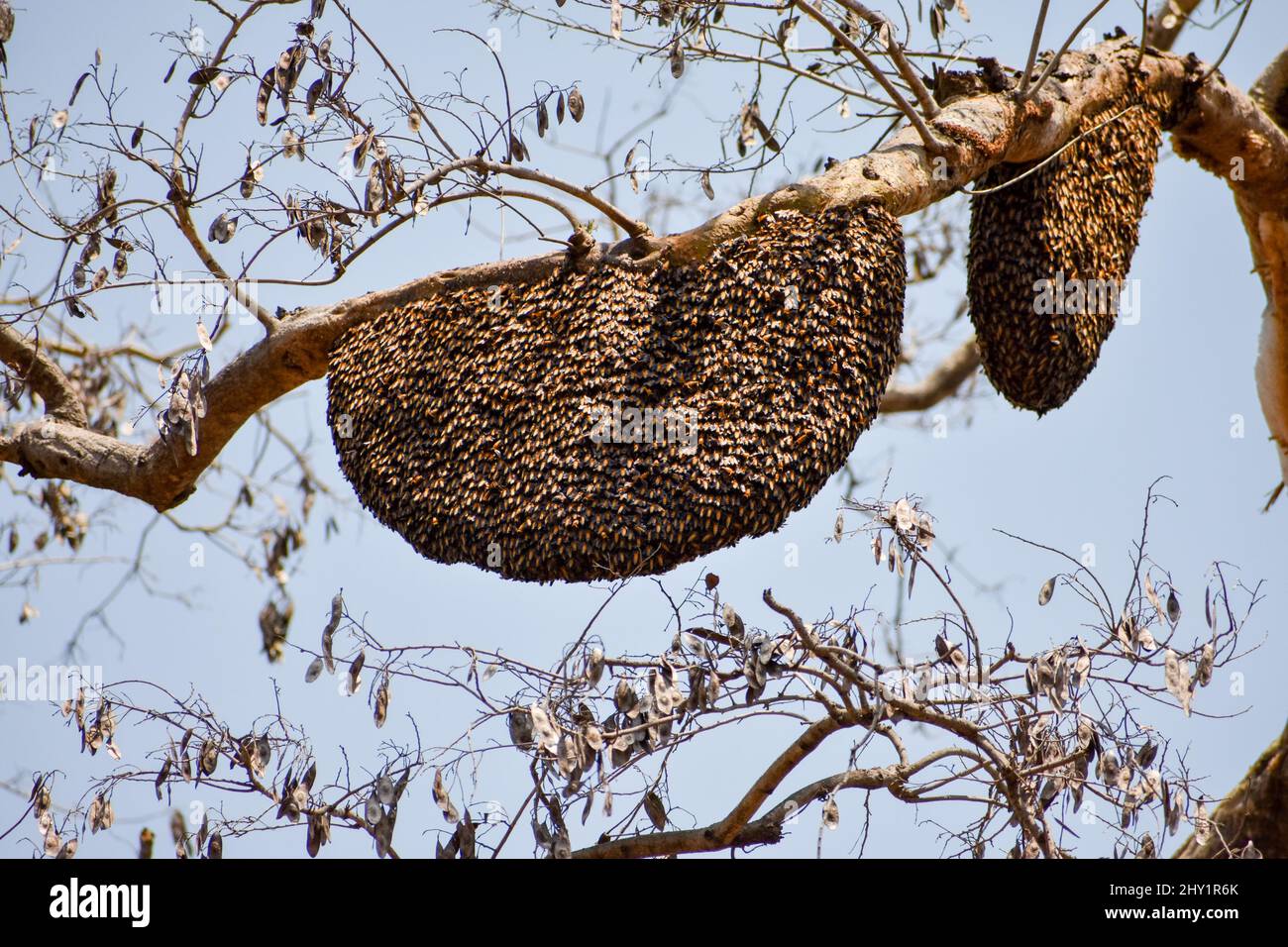 Wild honey bee hive swarm hanging on a tree branch Stock Photo - Alamy