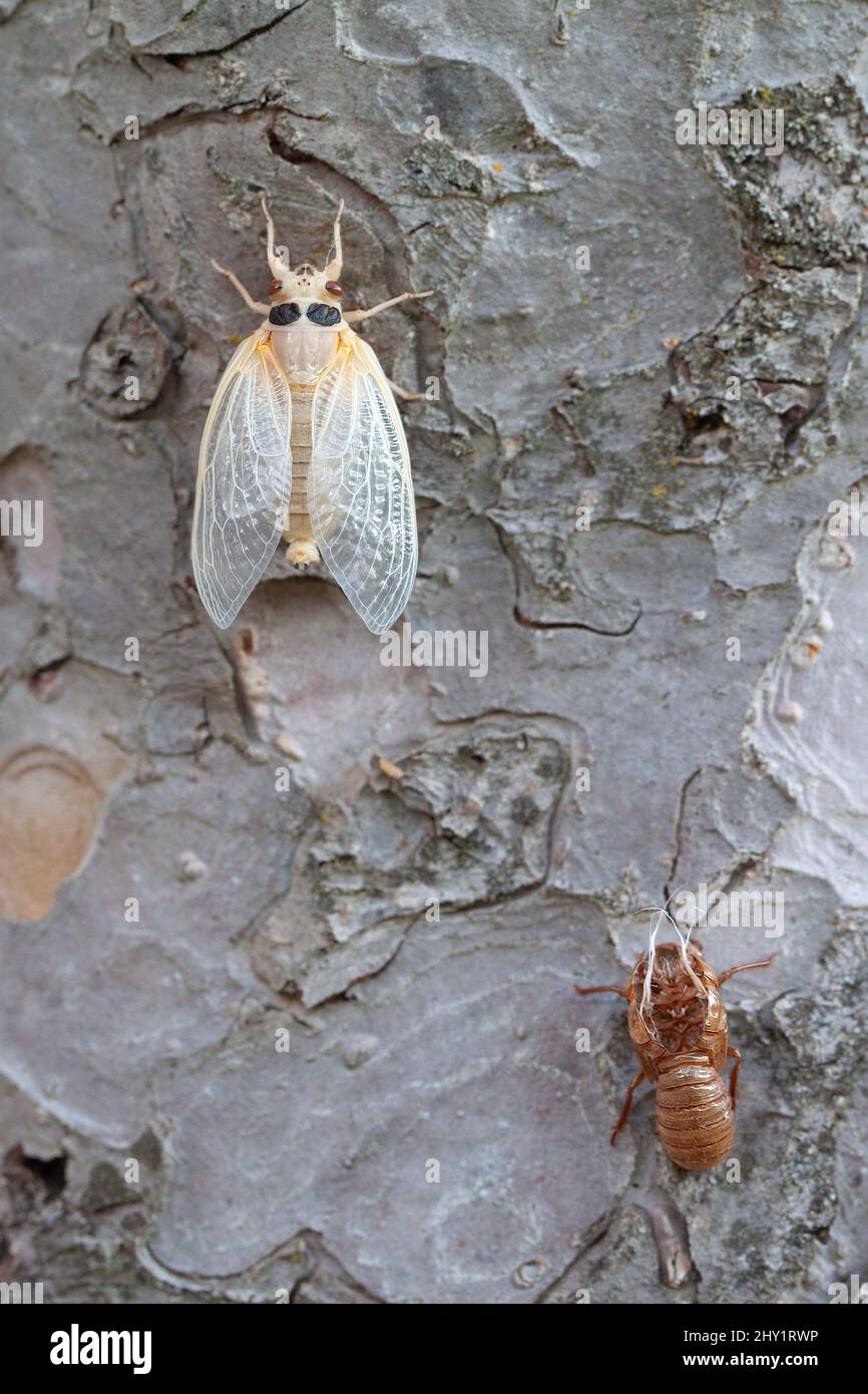 Brood X cicada freshly emerged from its exoskeleton, back view Stock ...