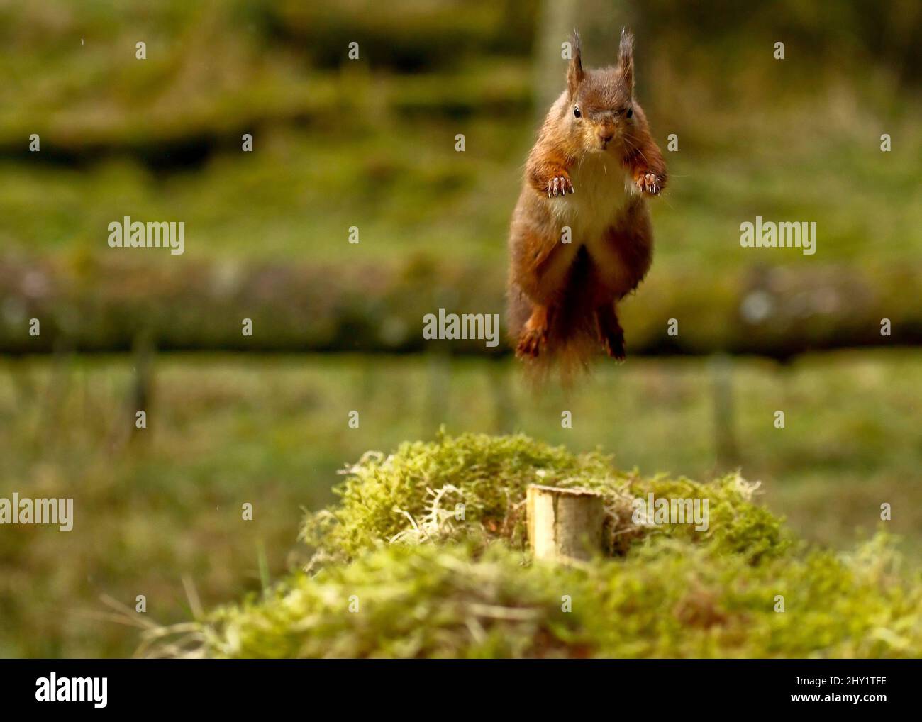 Red squirrel branch summer running hi-res stock photography and images ...
