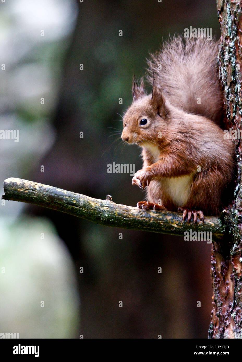Red squirrel run up tree hi-res stock photography and images - Alamy