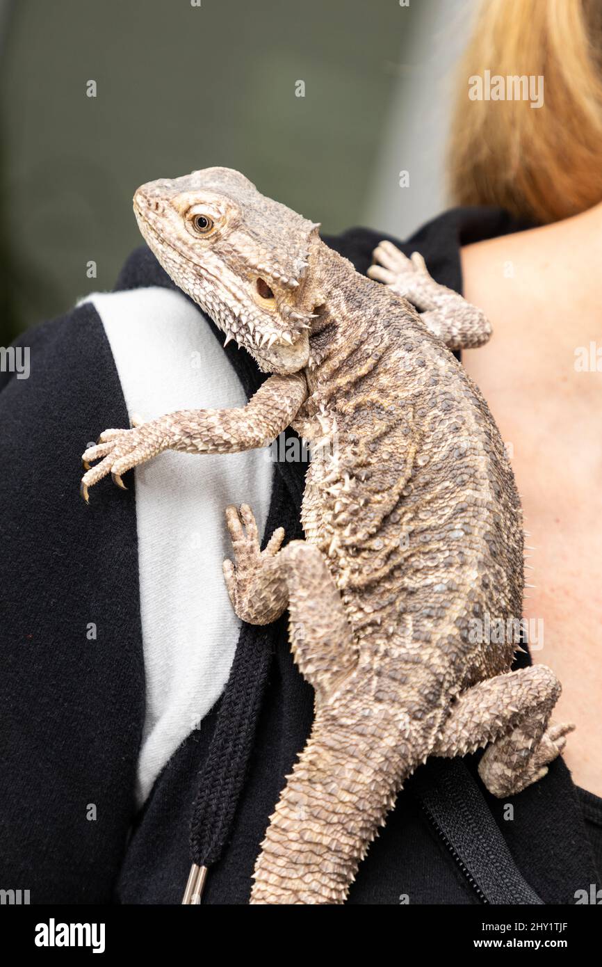 Lizard on his shoulder hi-res stock photography and images - Alamy